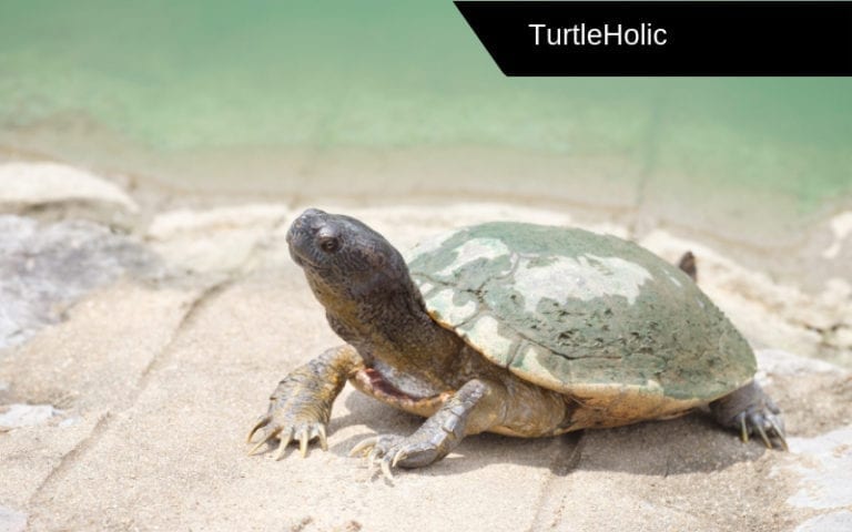 This is the Daring Common Mud Turtle! - TurtleHolic