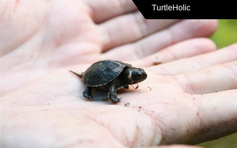 Small Turtles. This is Absolutely Amazing. - TurtleHolic