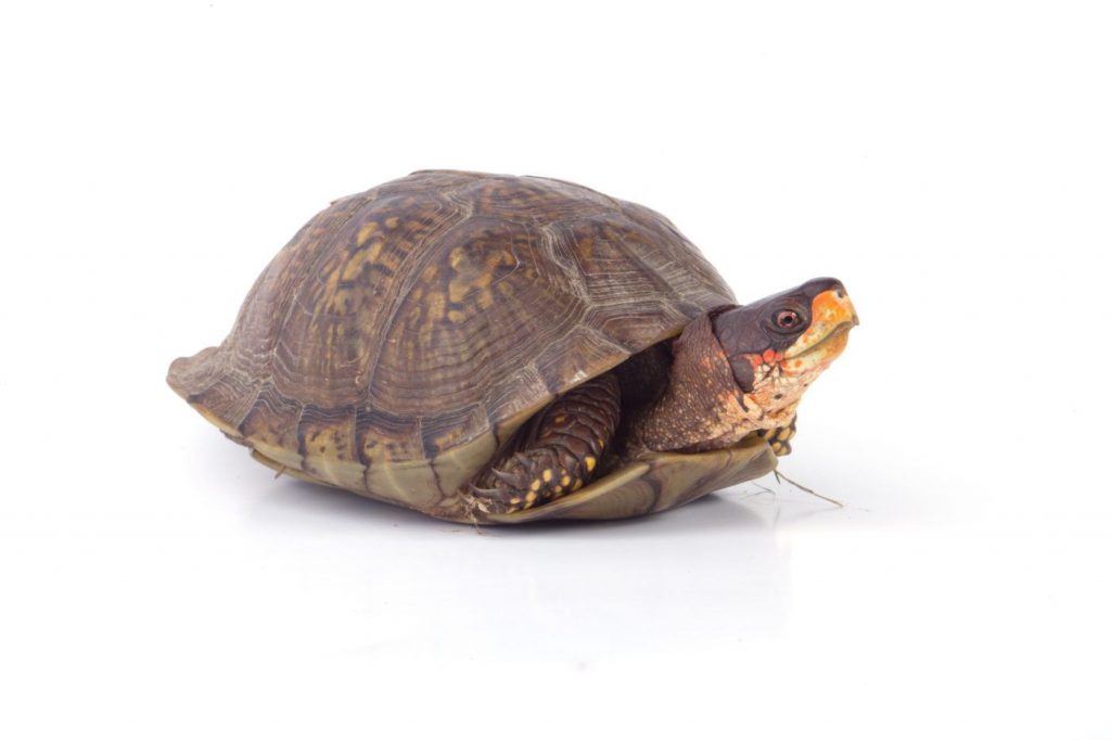 Can Box Turtles Swim? The Revealing Truth. - TurtleHolic