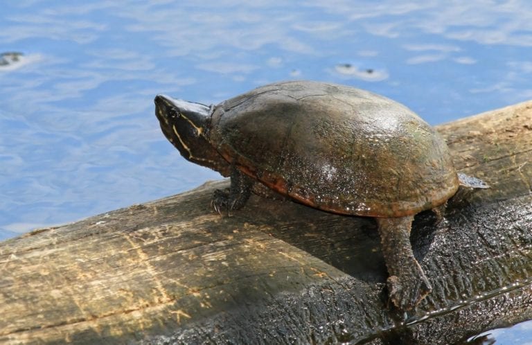 This is the Stunning Common Musk Turtle - TurtleHolic