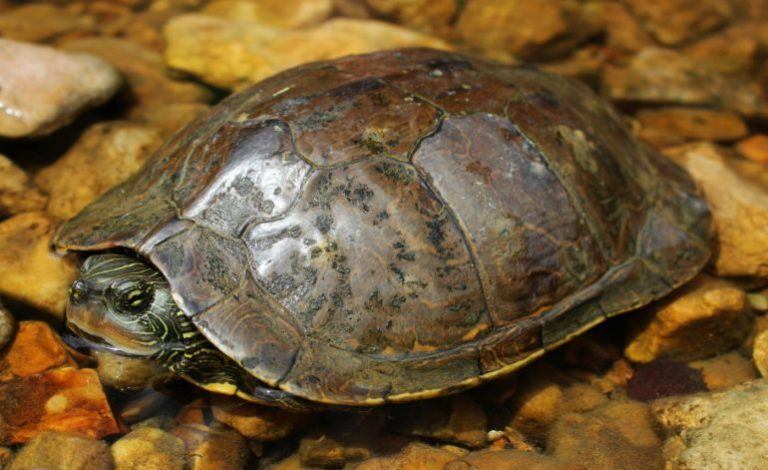 This is the Delightful Northern Map Turtle! - TurtleHolic