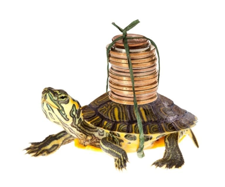 Just How is the Amazing Painted Turtle as a Pet? - TurtleHolic