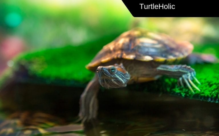 the best turtle light bulb content - TurtleHolic