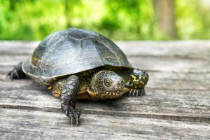 The Most Amazing Turtle Basking Platform Ideas - TurtleHolic