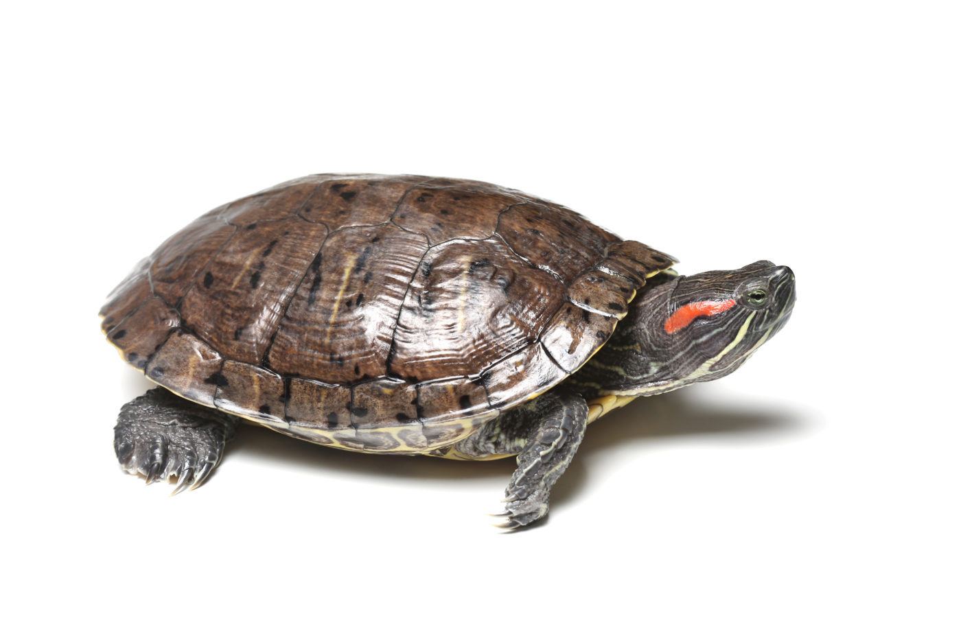 Turtle Shell Peeling This Will Blow Your Mind TurtleHolic