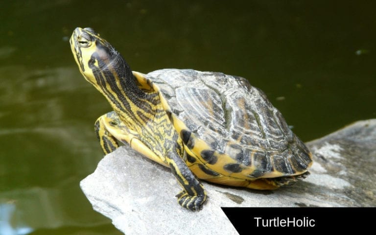 why my turtles shell white content - TurtleHolic