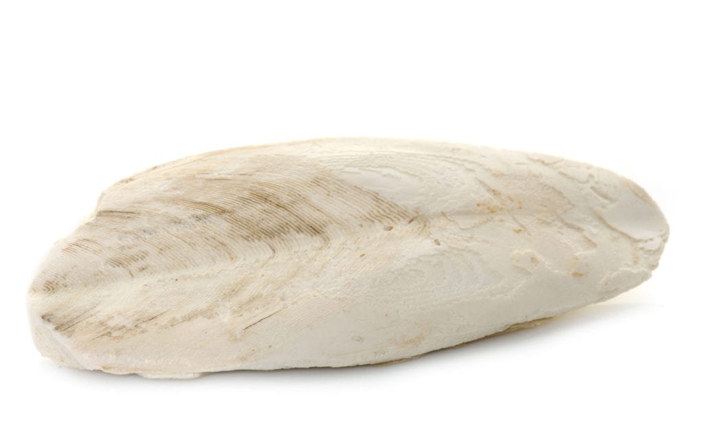 The Best Cuttlebone in the World for Turtles - TurtleHolic