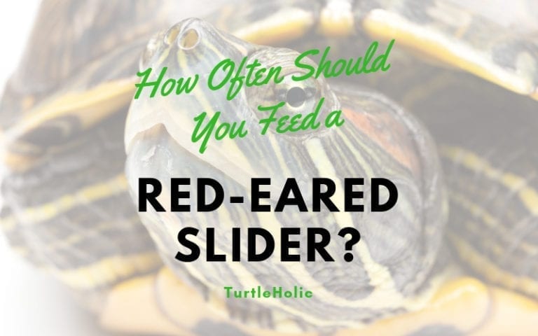 How Often Feed Red-Eared Slider main - TurtleHolic