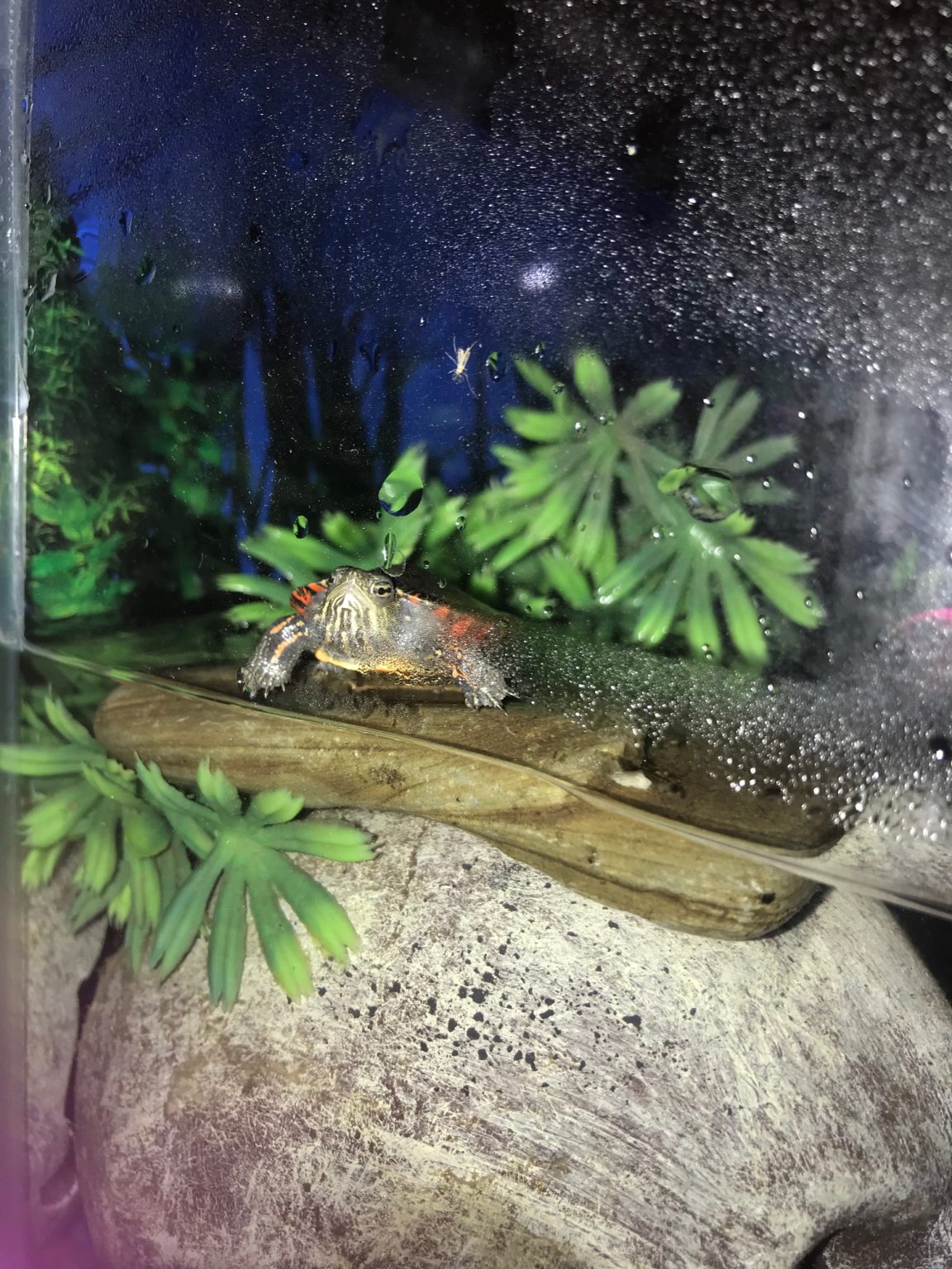 image6 (1) - TurtleHolic