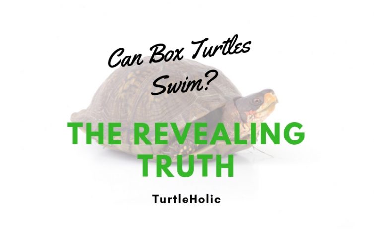 Can Box Turtles Swim? The Revealing Truth. - TurtleHolic