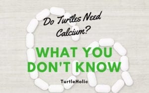 Do Turtles Need Calcium? What You Don't Know. - TurtleHolic