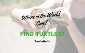 Where To Find Turtles? - TurtleHolic