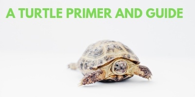 Guides and Tips - TurtleHolic