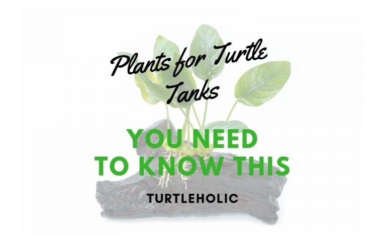 Best Plants for Turtle Tanks; You Need to Know This - TurtleHolic