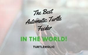 The Best Automatic Turtle Feeder in the World - TurtleHolic