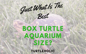 Just What Is The Best Box Turtle Aquarium Size? - TurtleHolic