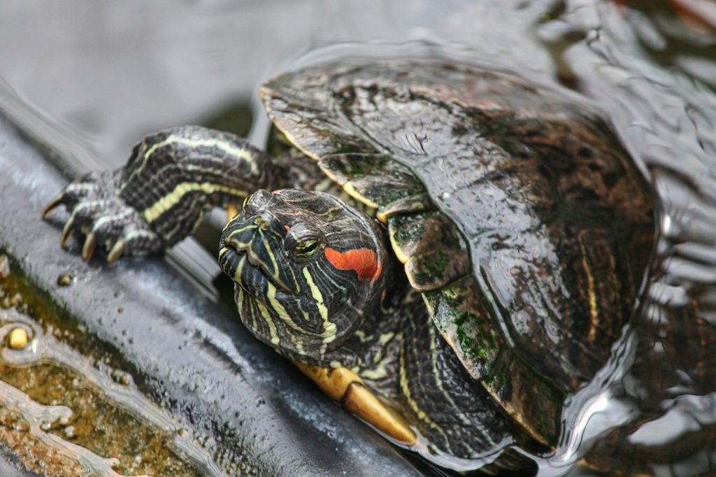 The Best Food For Aquatic Turtles In The World - TurtleHolic