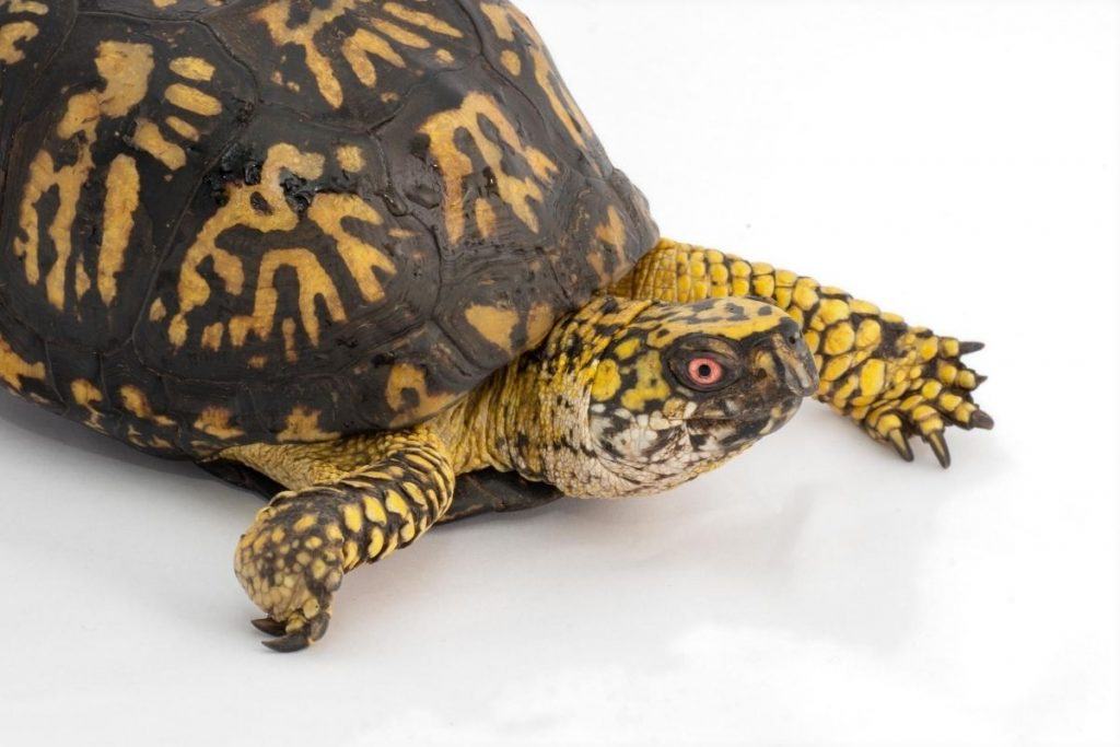 How to Set up an Indoor Box Turtle Enclosure - TurtleHolic