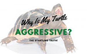 Why Is My Turtle Aggressive? The Startling Truth! - TurtleHolic