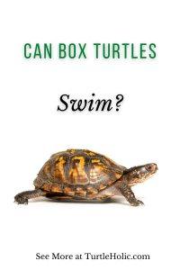 Can Box Turtles Swim? The Revealing Truth. - TurtleHolic