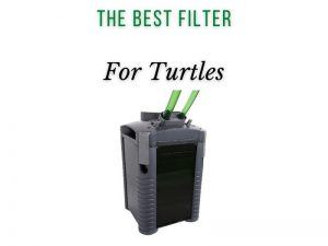 The Best Filter for a Turtle Tank - TurtleHolic