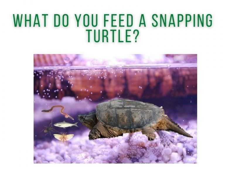 What Do You Feed a Snapping Turtle? - TurtleHolic
