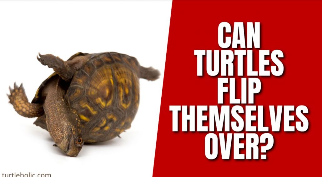 Can Turtles Flip Themselves Over TurtleHolic