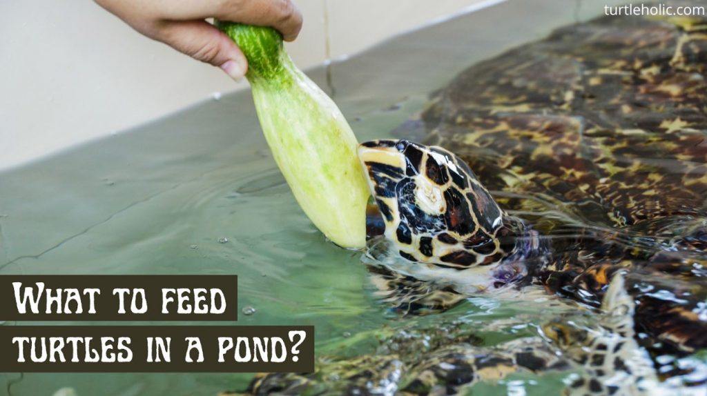 What to Feed Turtles in a Pond? - TurtleHolic