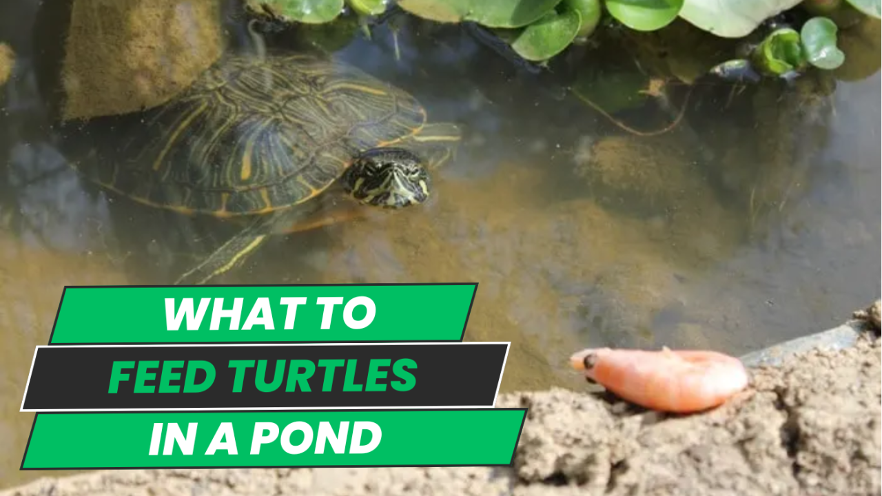 what to feed pond turtles - TurtleHolic