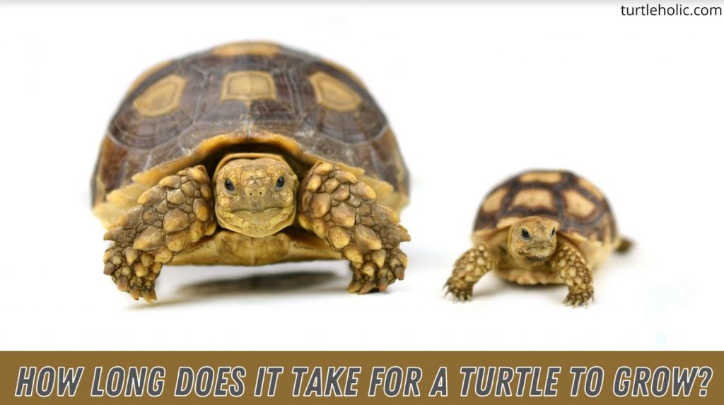 How Long Does It Take For a Turtle to Grow? - TurtleHolic