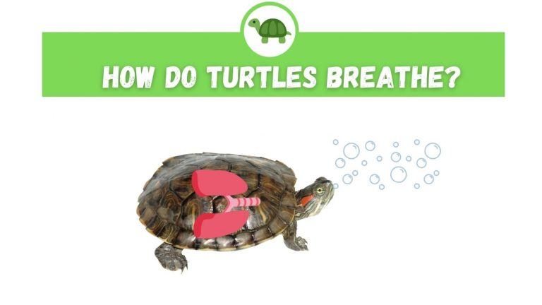 How Do Turtles Breathe? - TurtleHolic