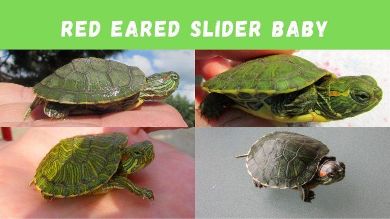 Baby Red Eared Slider Care (Diet, Tank, Habitat) - TurtleHolic