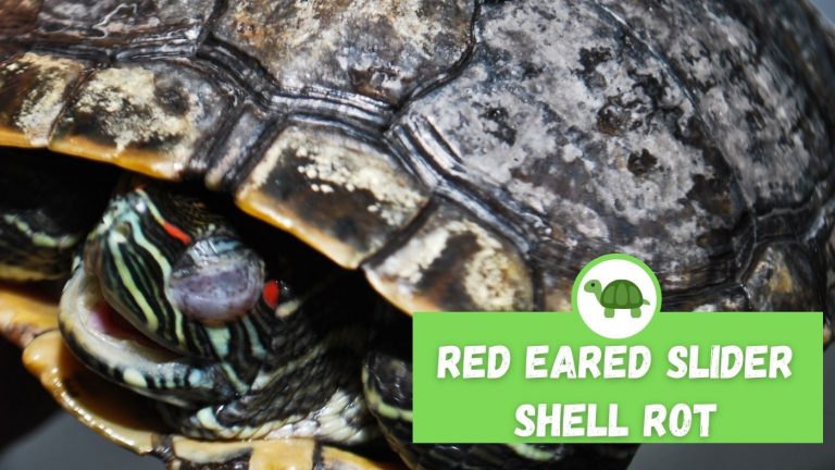 Red Eared Slider Shell Rot: Causes, Symptoms, Treatment - TurtleHolic
