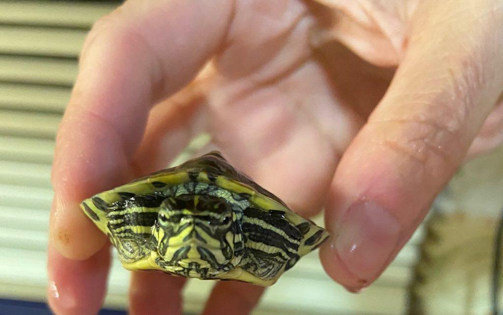 yellow-bellied-slider-1 - TurtleHolic