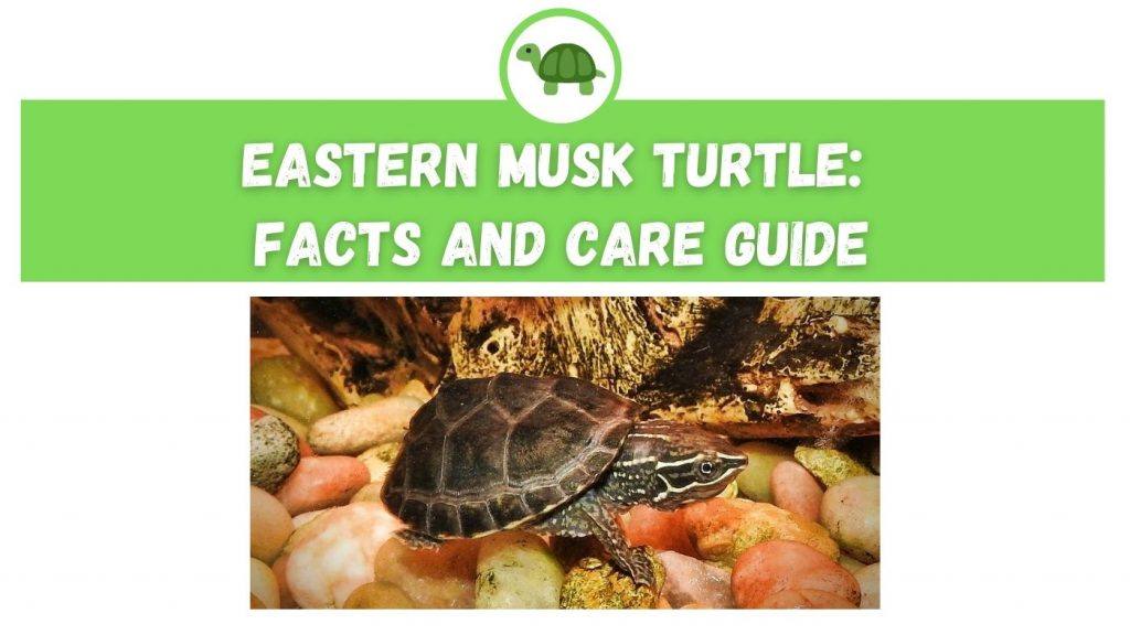 Eastern Musk Turtle: Facts and Care Guide - TurtleHolic