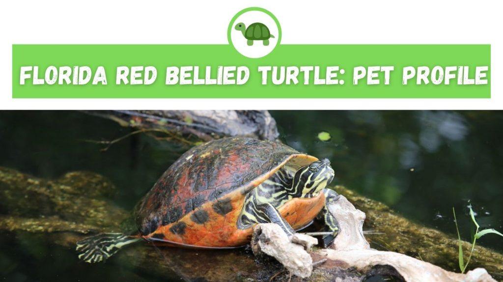 Florida Red Bellied Turtle: Pet Profile - TurtleHolic