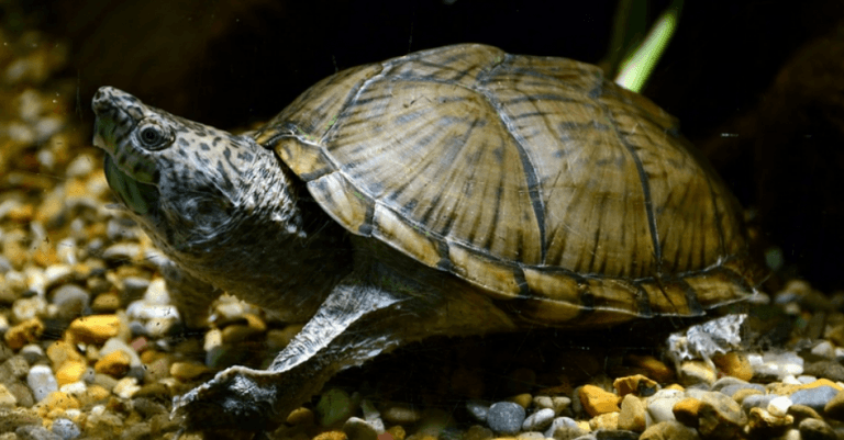 Razorback Musk Turtle Profile - TurtleHolic