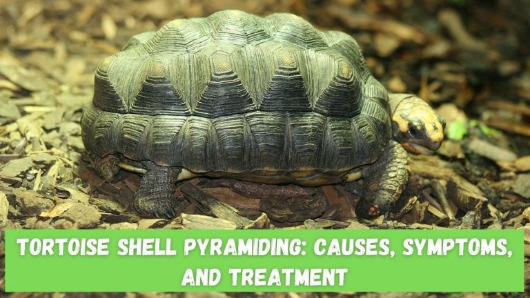 Tortoise Shell Pyramiding Causes, Symptoms, Treatment - TurtleHolic