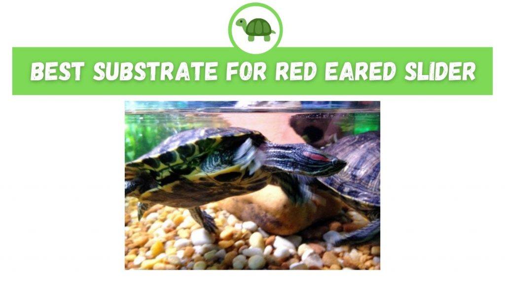Best Substrate For Red Eared Slider - TurtleHolic
