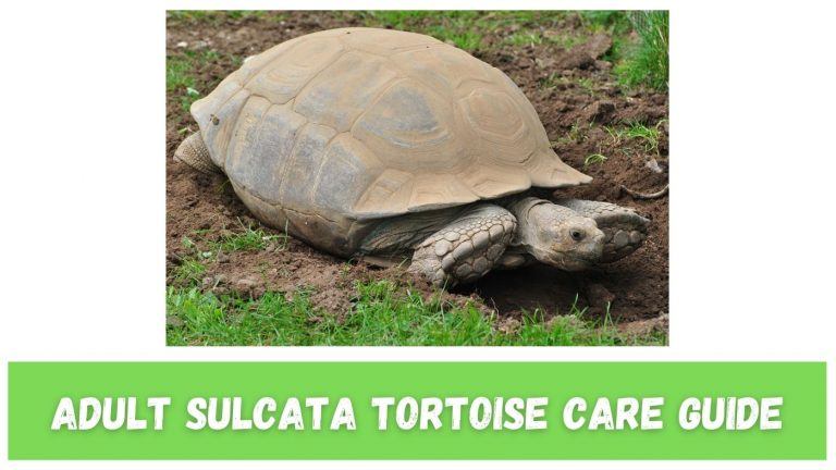 Adult Sulcata Tortoise Care Guide - TurtleHolic