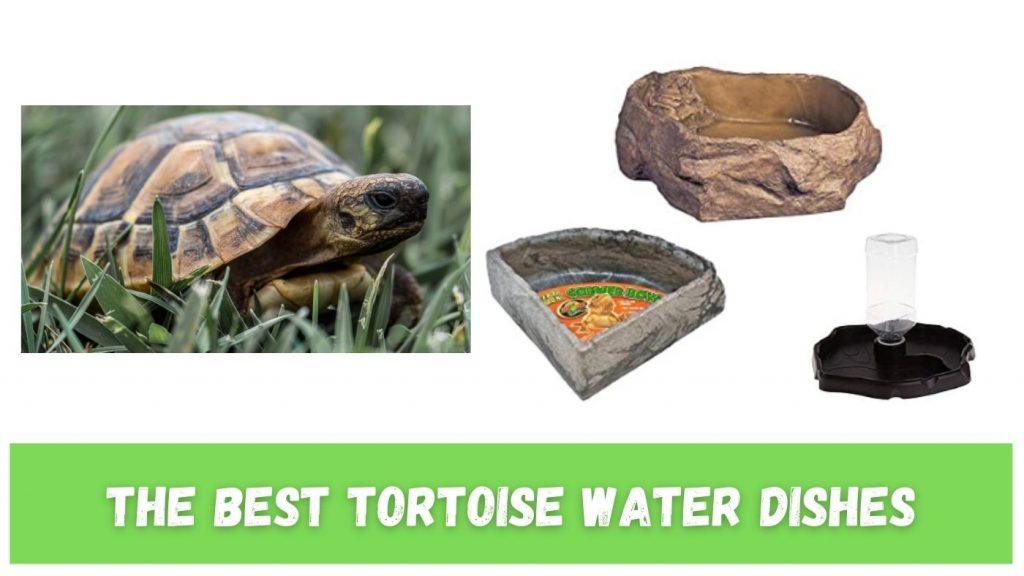 Tortoise Water Bowls - TurtleHolic