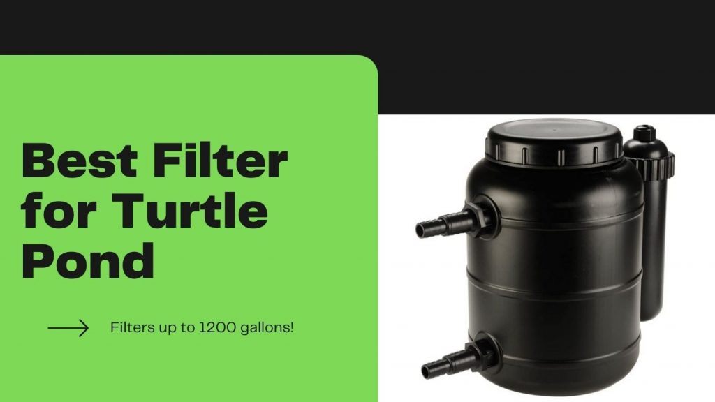 Best Filter for Turtle Pond - TurtleHolic