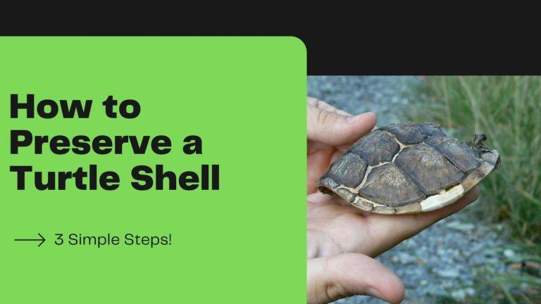 How to Preserve a Turtle Shell - TurtleHolic