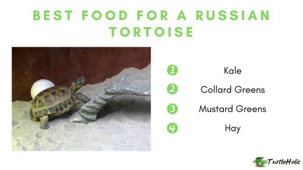 Best Food for a Russian Tortoise - TurtleHolic