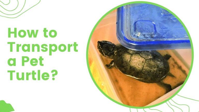 How to Transport a Pet Turtle? - TurtleHolic