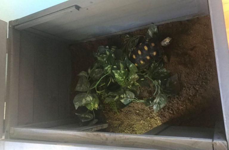 How to Make the Best Red-Footed Tortoise Enclosure - TurtleHolic