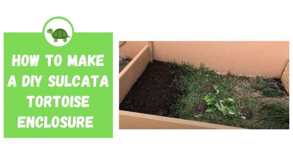How To Make A DIY Sulcata Tortoise Enclosure - TurtleHolic