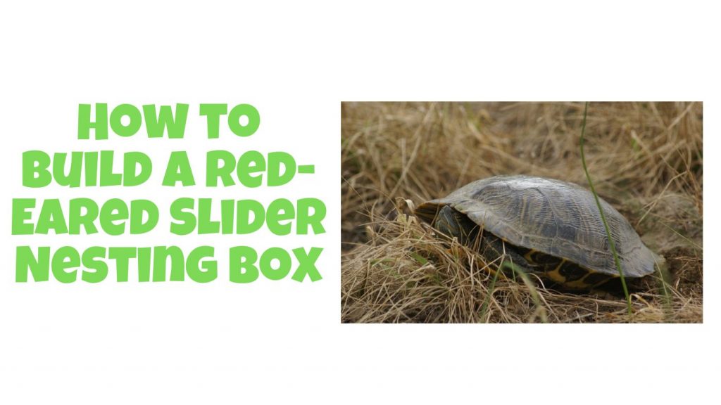 How to Build a Red-Eared Slider Nesting Box - TurtleHolic