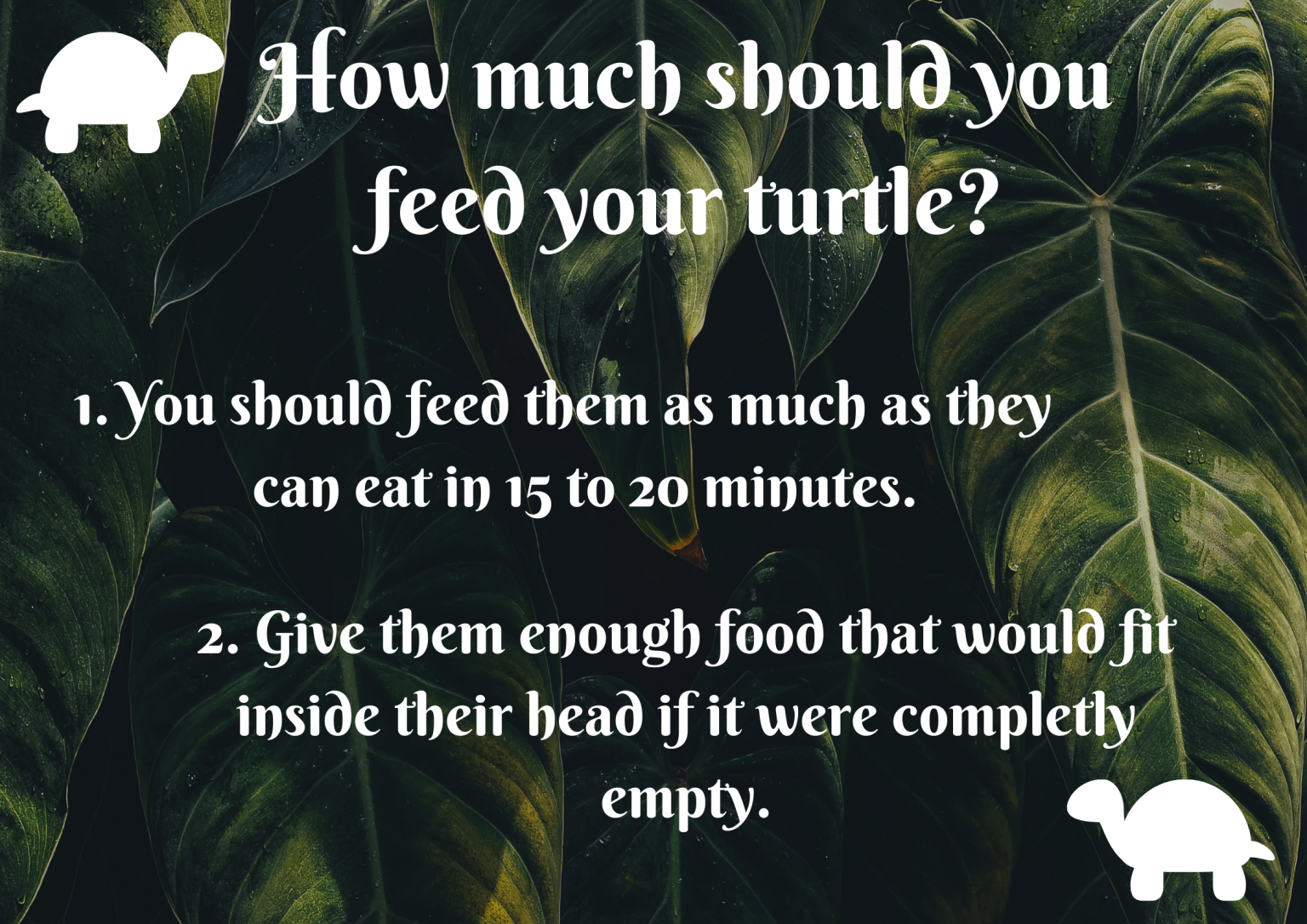 How Much (and how often) to Feed a Turtle? - TurtleHolic