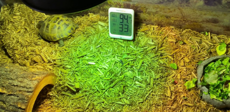 How To Make The Best Habitat For a Russian Tortoise - TurtleHolic